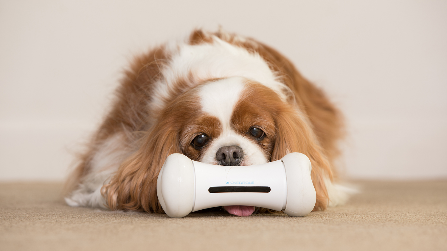 Cheerble | Harvey Norman New Zealand