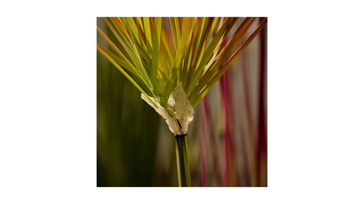 Soga 150cm Artificial Papyrus Plant | Harvey Norman New Zealand