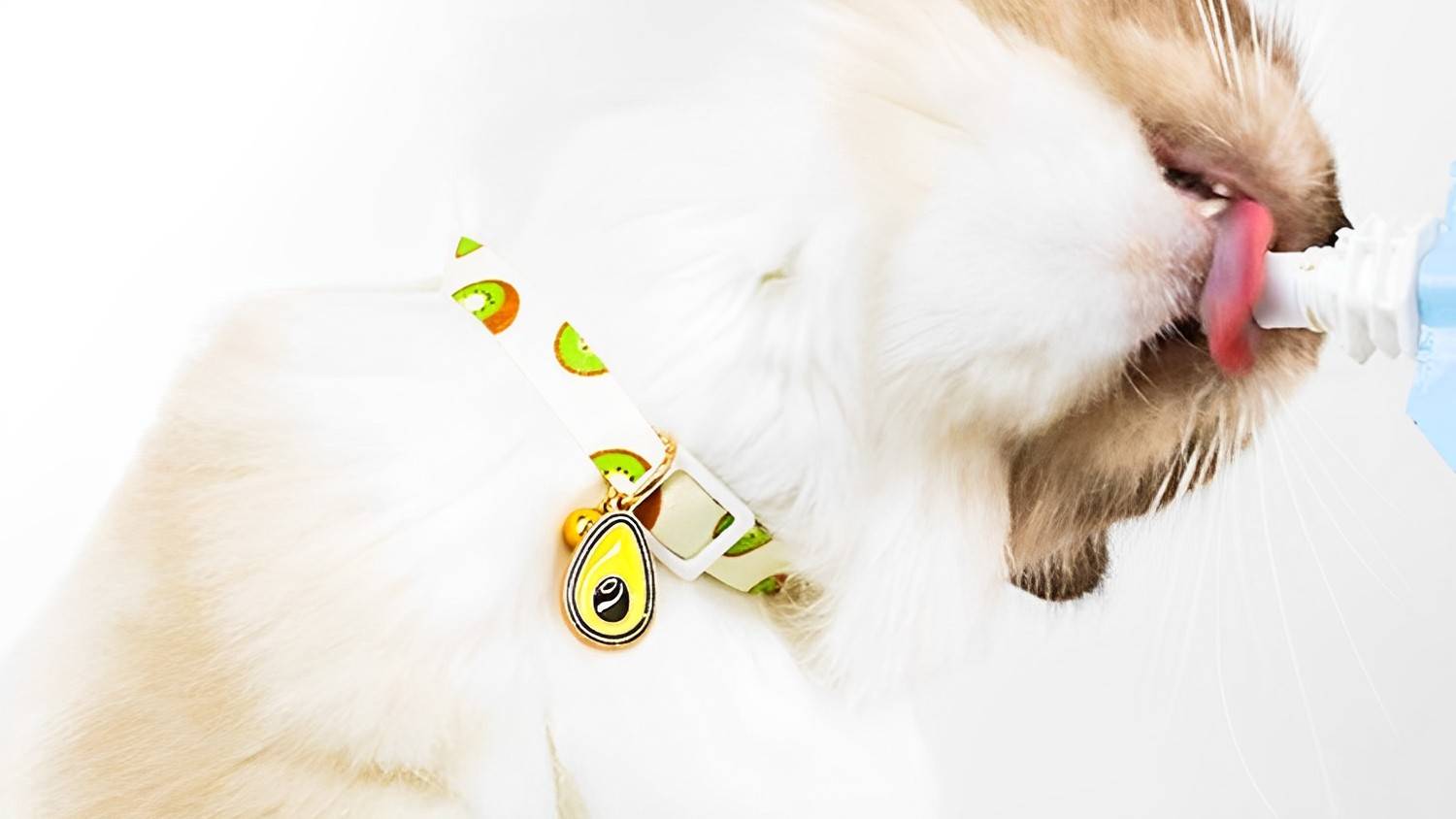 Meow Six Perro Cat Collar - Avocado | Harvey Norman New Zealand