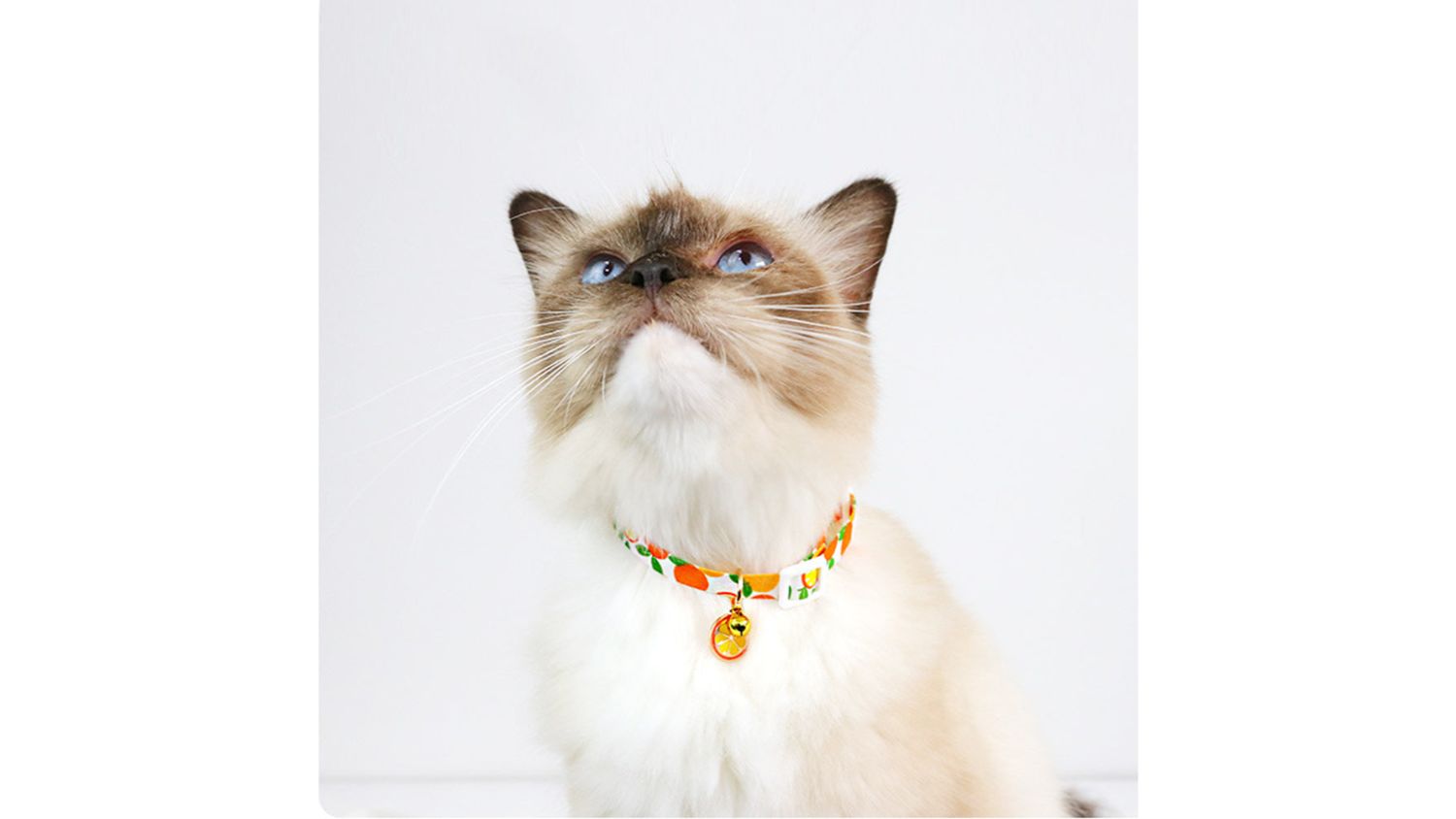 Meow Six Perro Cat Collar - Pineapple | Harvey Norman New Zealand
